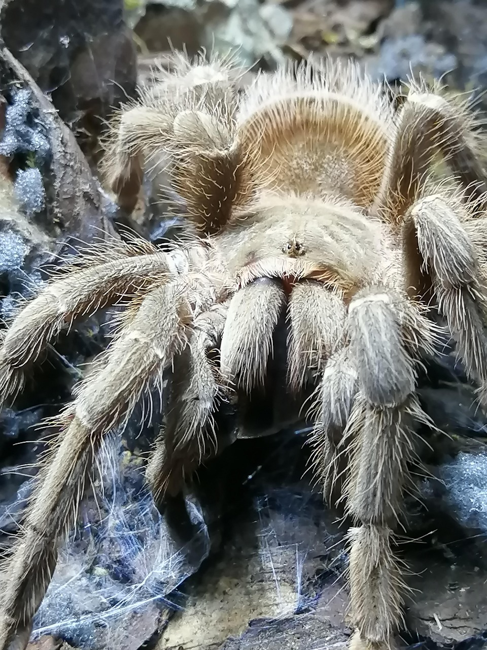 Tarantula Arachnids - Free photo on Pixabay - Pixabay