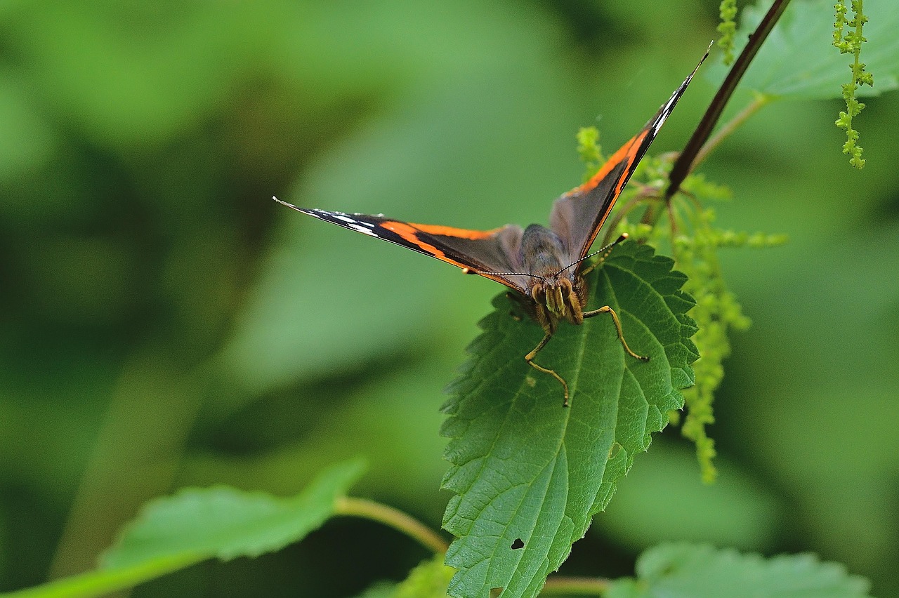 Papillon Amiral Edelfalter - Photo gratuite sur Pixabay - Pixabay