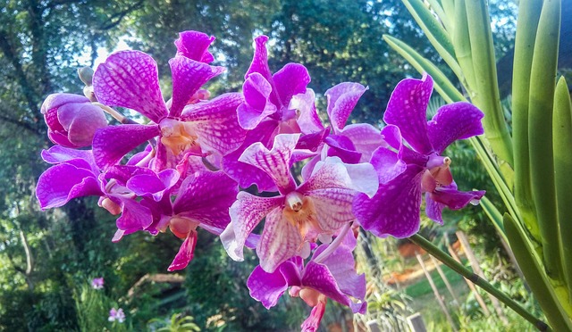 Alam Flora Bunga - Foto gratis di Pixabay - Pixabay