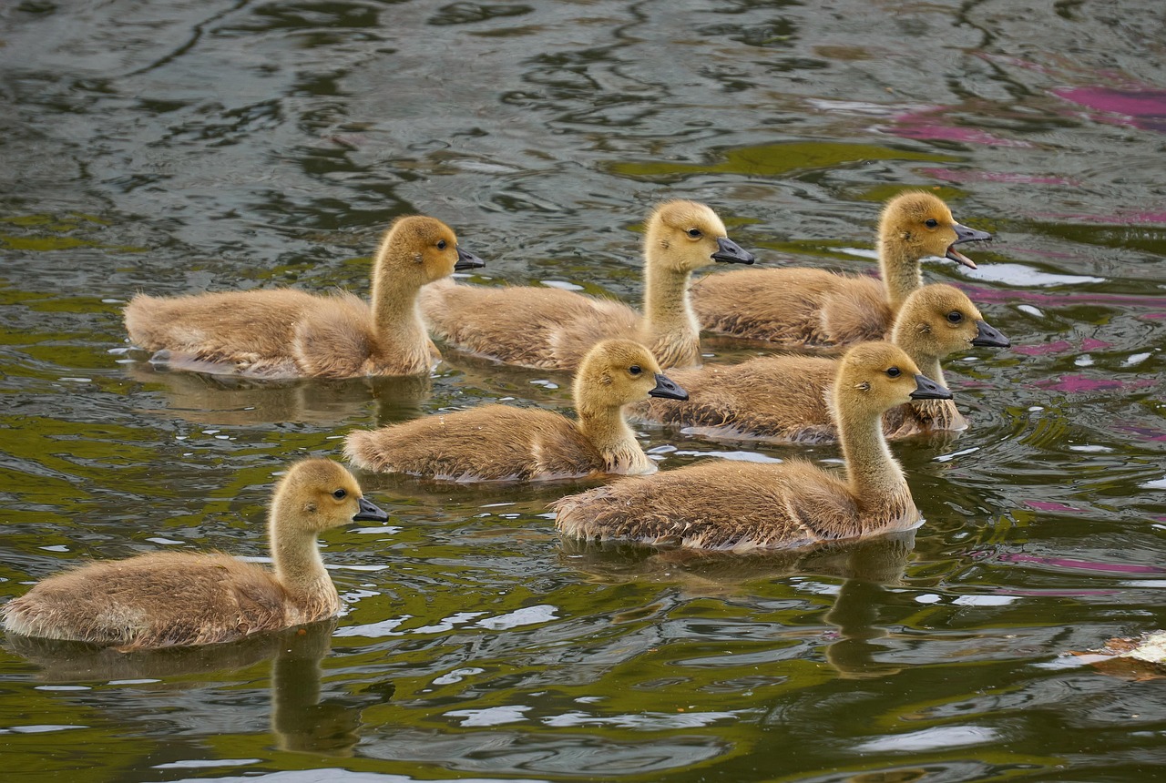 Baby Goose Gosling - Free photo on Pixabay - Pixabay
