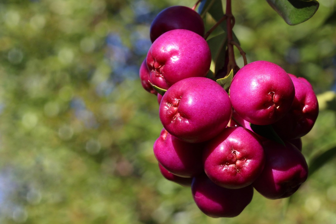 Lilypillies Bush Cherries - Free photo on Pixabay - Pixabay