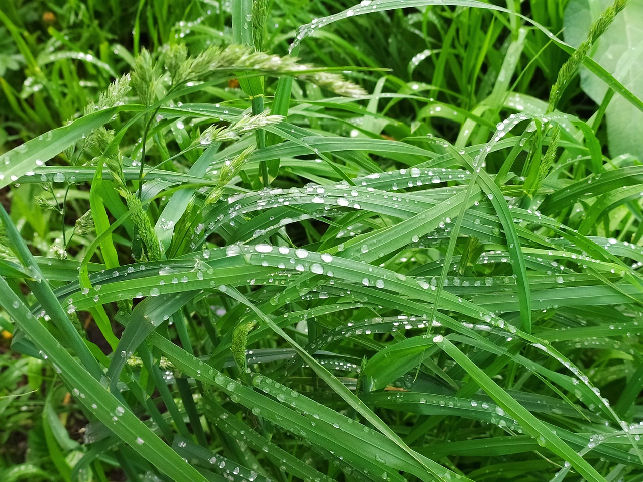 Summer Grass Green Free Photo On Pixabay Pixabay