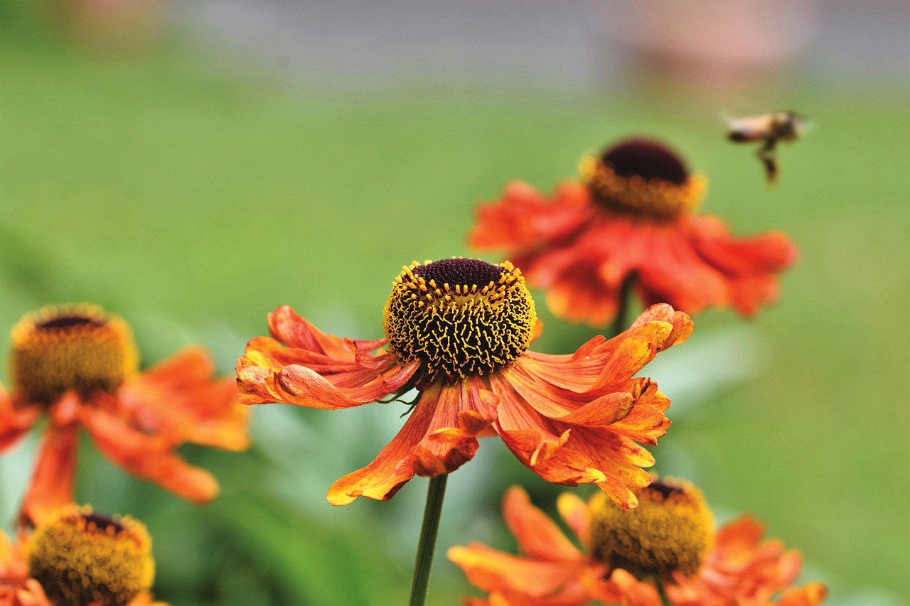 1,000+ Free Coneflower & Echinacea Images - Pixabay
