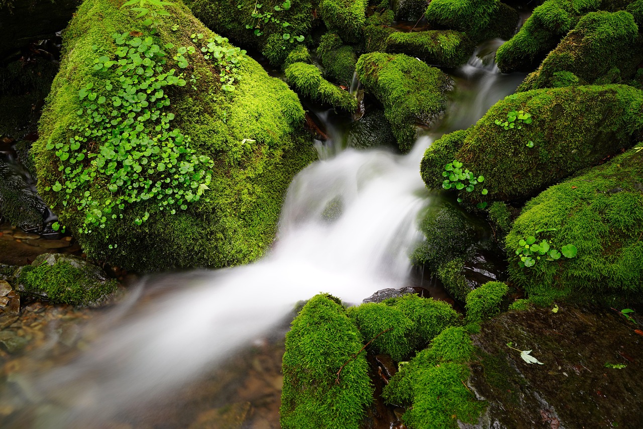 Waterfall Moss Korea - Free photo on Pixabay - Pixabay