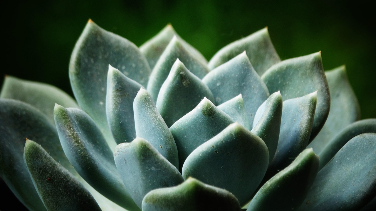 Succulents Beautiful Garden - Free photo on Pixabay - Pixabay