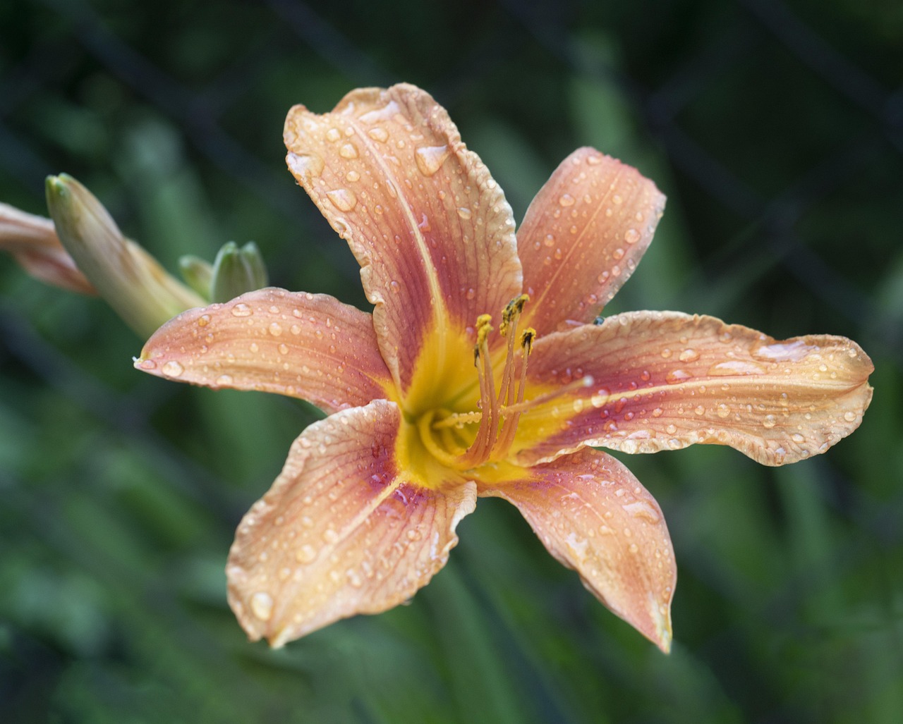 Flower Lily Garden - Free photo on Pixabay - Pixabay