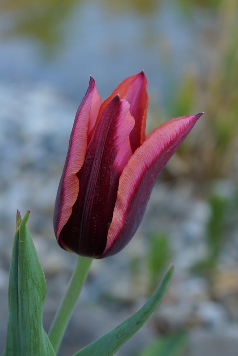 Tulip Red Slawa - Free photo on Pixabay - Pixabay