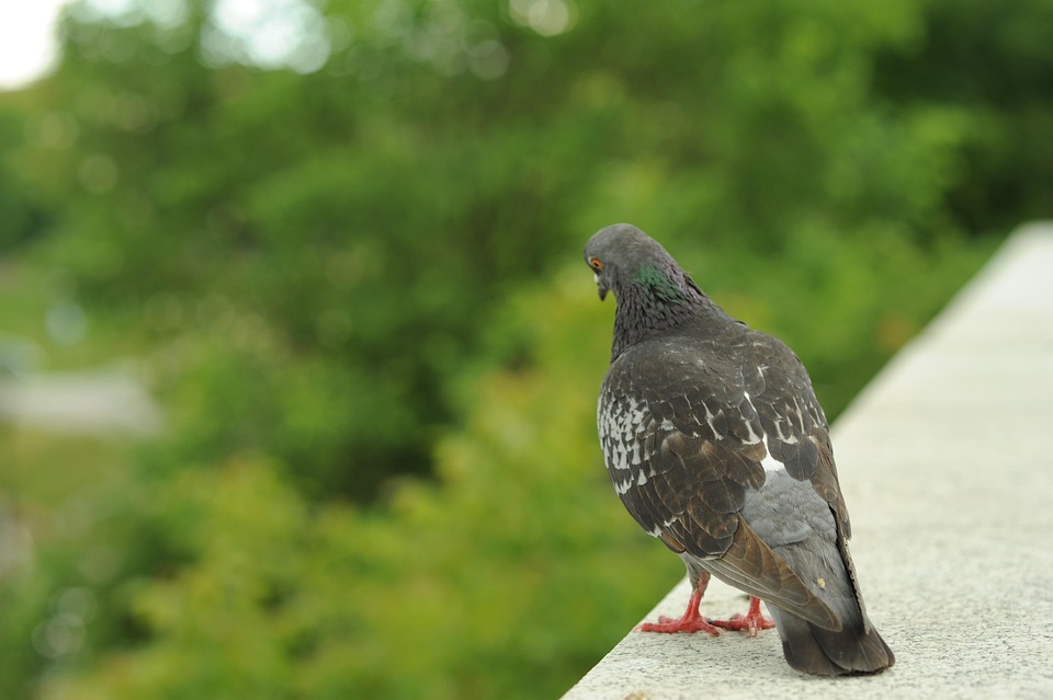 Pigeon Parc Birds - Photo gratuite sur Pixabay - Pixabay