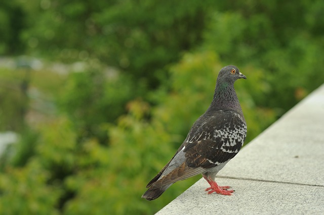 Pigeon Parc Birds - Photo gratuite sur Pixabay - Pixabay