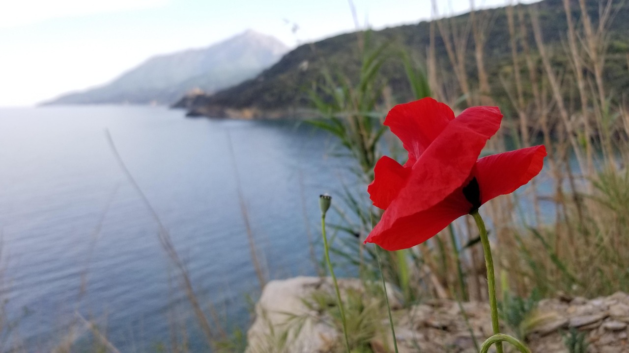 Laut Merah Bunga - Foto gratis di Pixabay - Pixabay