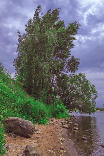 100,000+ Free Rain Nature Vertical & Nature Images - Pixabay