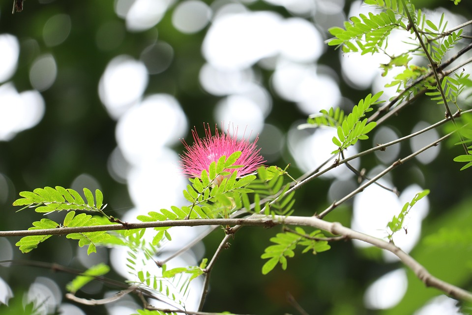 Harja Flower Kerala Luonne Puun - Ilmainen valokuva Pixabayssa - Pixabay