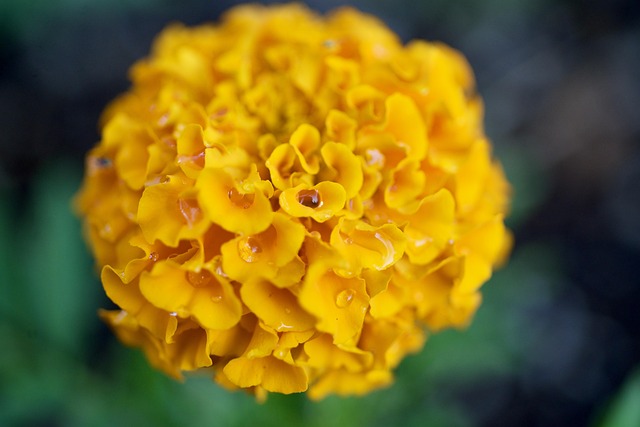 Fleur Souci Plantes - Photo gratuite sur Pixabay - Pixabay