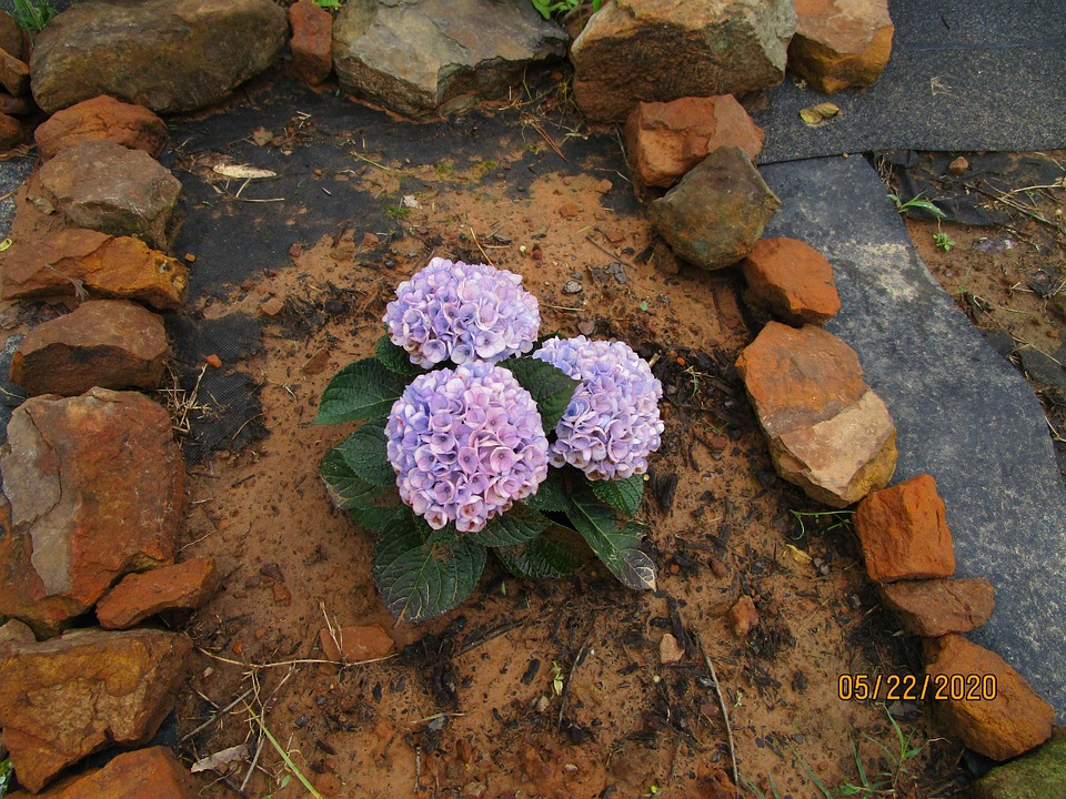 Hydrangea Bunga Bloom - Foto gratis di Pixabay - Pixabay
