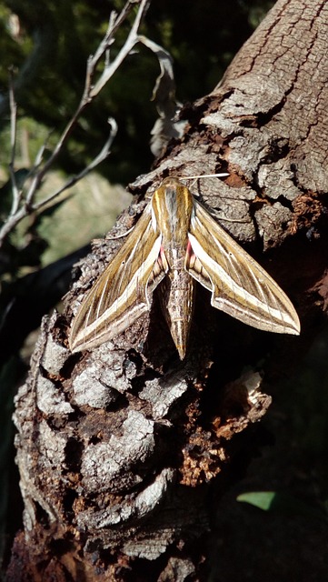 Beautiful Moth On Tree Perth - Free photo on Pixabay