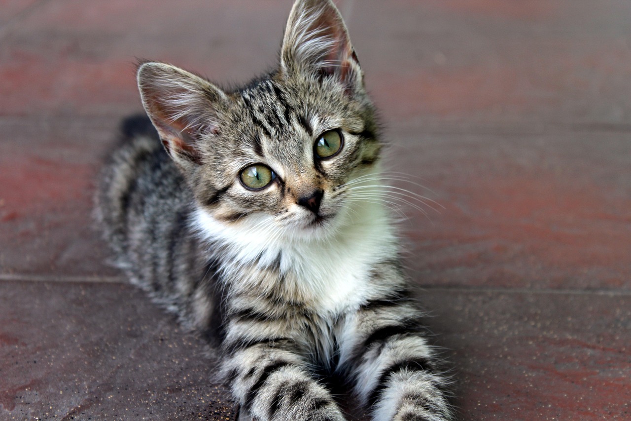 Cat Kitten Young - Free photo on Pixabay - Pixabay