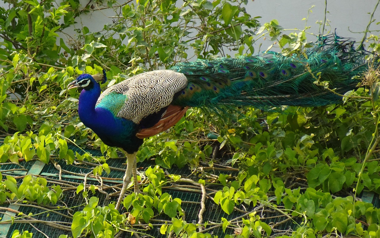 Pauw Vogel Gevederte - Gratis foto op Pixabay - Pixabay