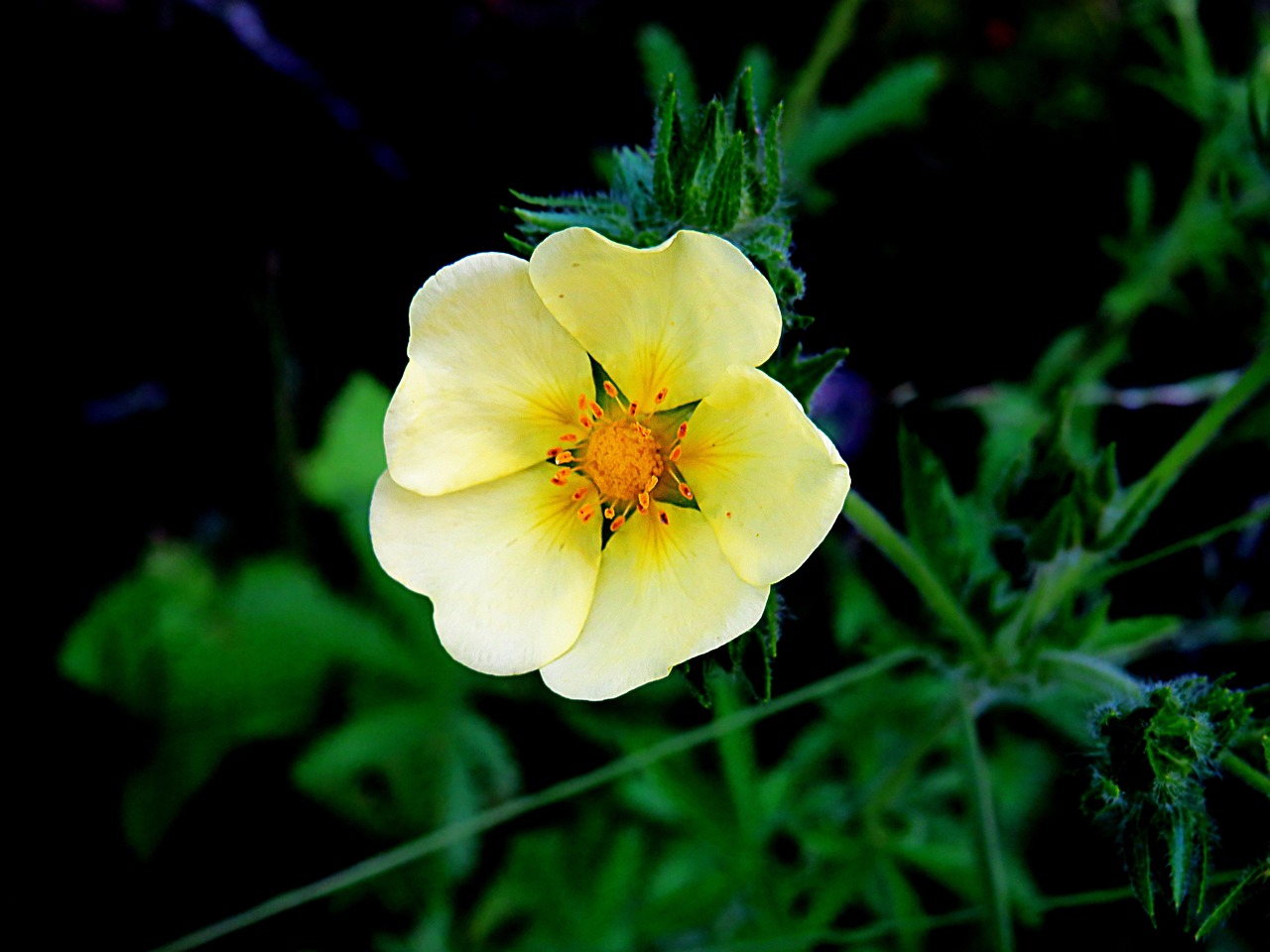 Heart Shaped Flower Petals
