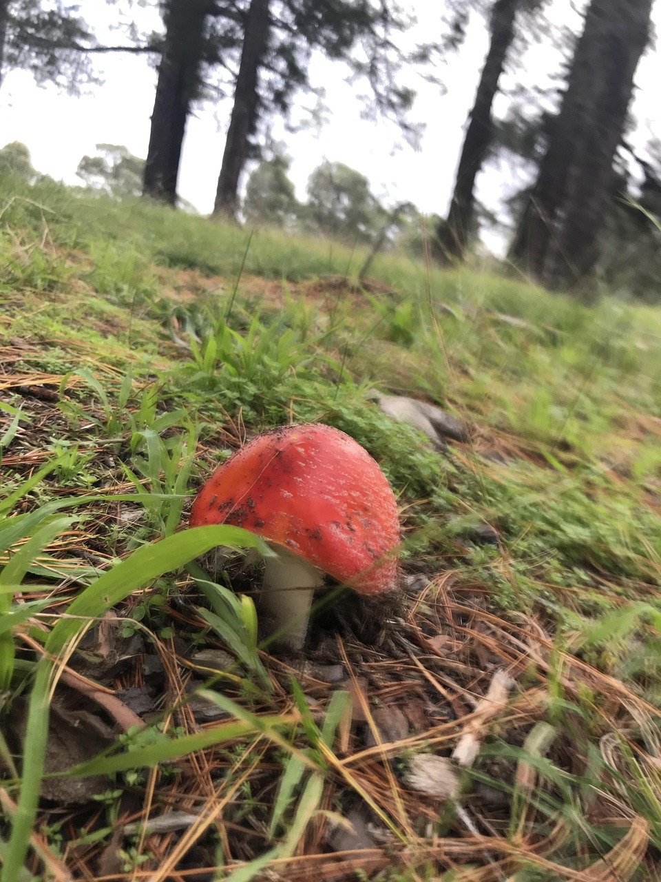 Champignon Rouge Forêt - Photo gratuite sur Pixabay - Pixabay