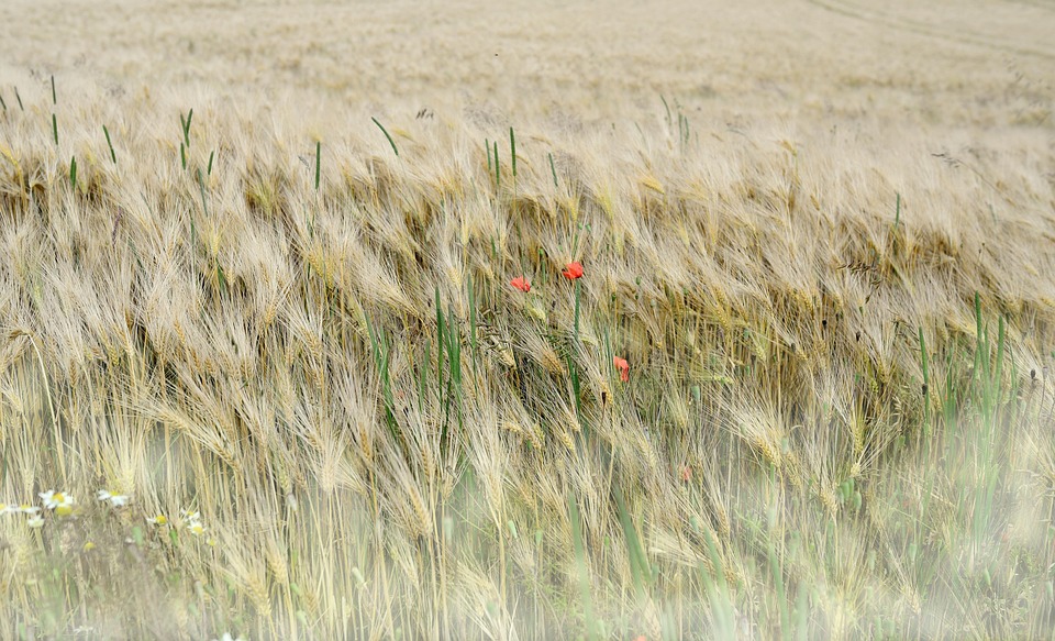 Barley Field Grain - Free photo on Pixabay