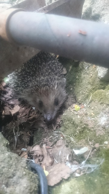 Der Igel Die Natur - Kostenloses Foto auf Pixabay - Pixabay