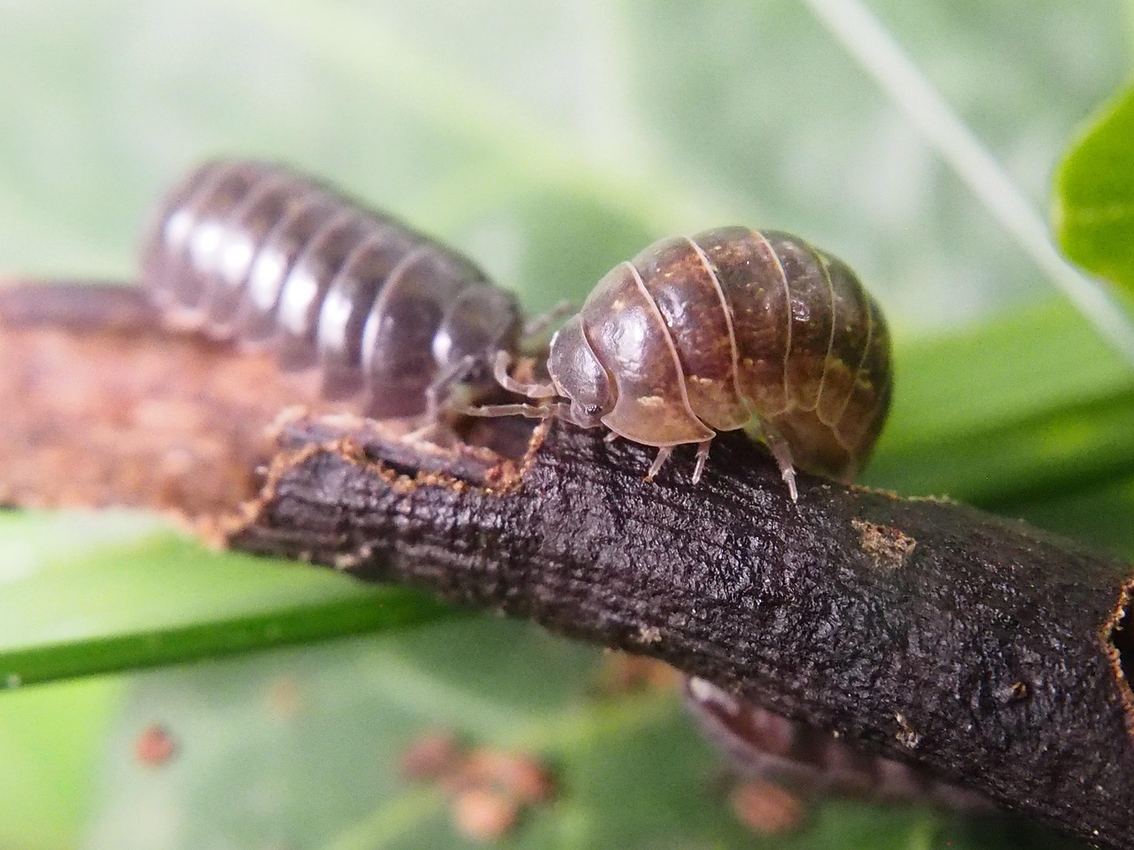 Woodlouse Isopods Nature - Free photo on Pixabay - Pixabay