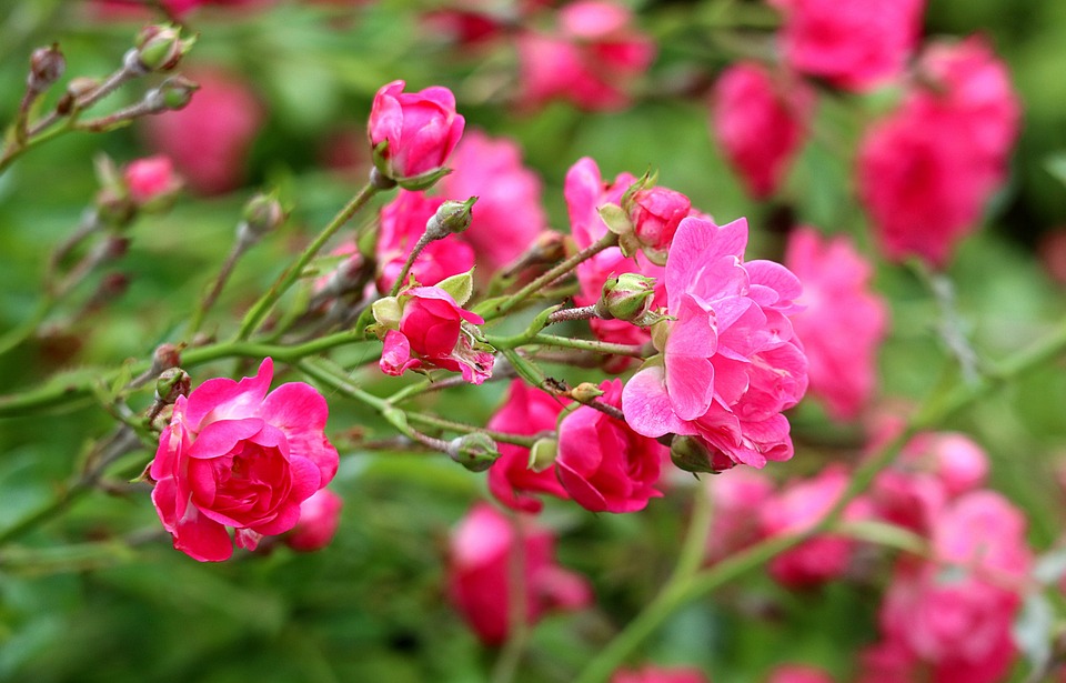 Růže Rosa Keř - Free photo on Pixabay