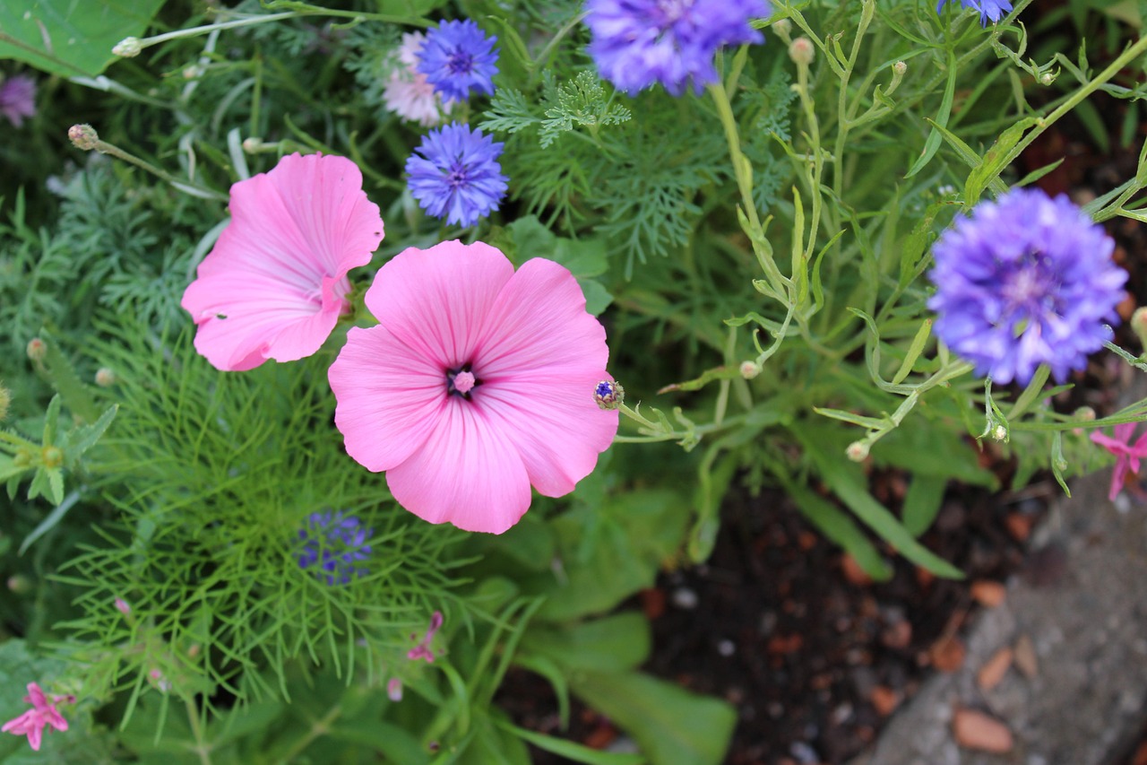 Natur Garten Blume - Kostenloses Foto auf Pixabay - Pixabay