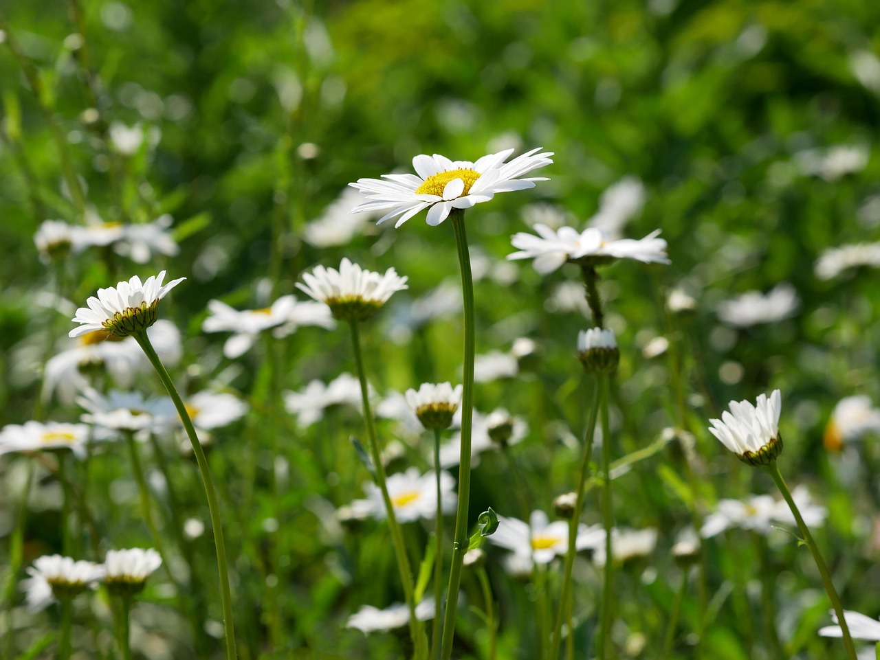 1.000+ kostenlose Margeriten und Natur-Bilder - Pixabay