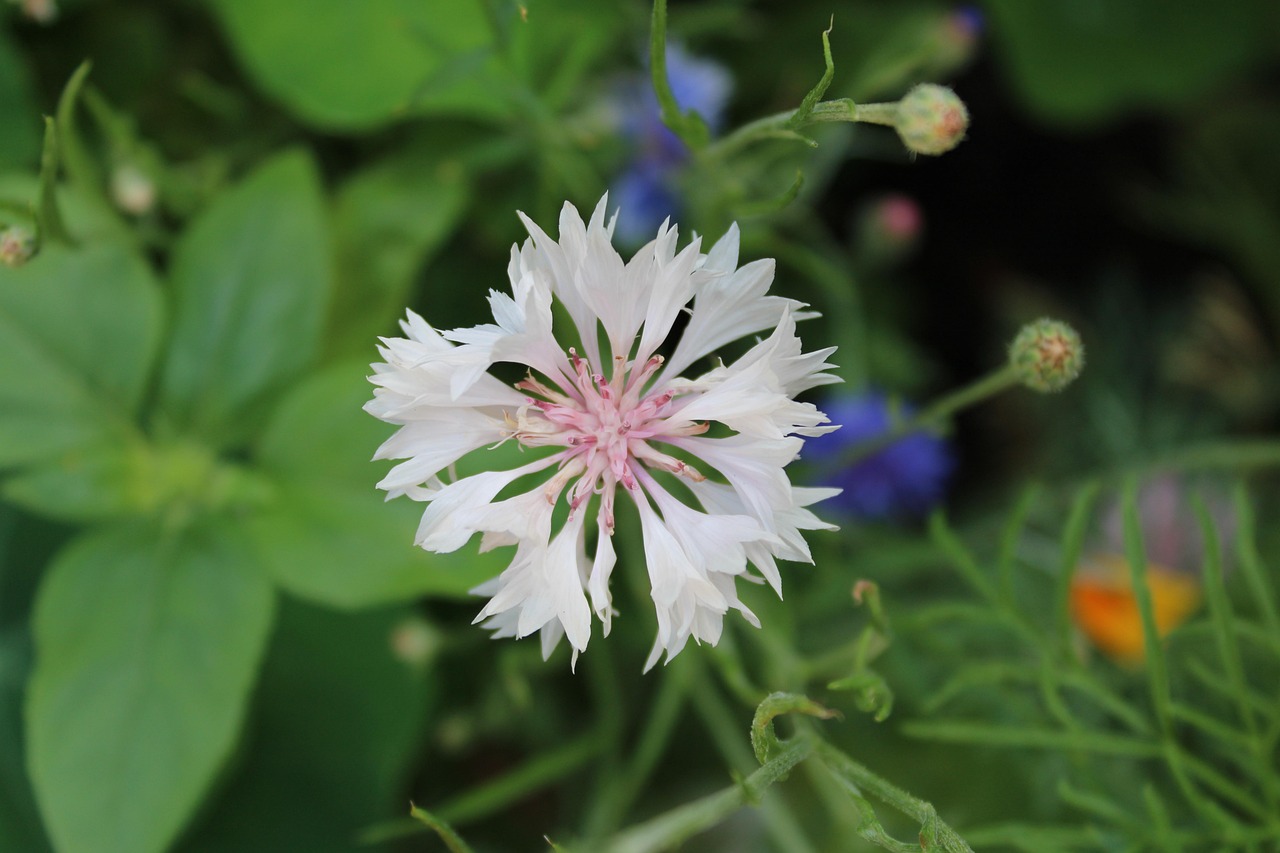 Nature Jardin Vert Fleurs - Photo gratuite sur Pixabay - Pixabay