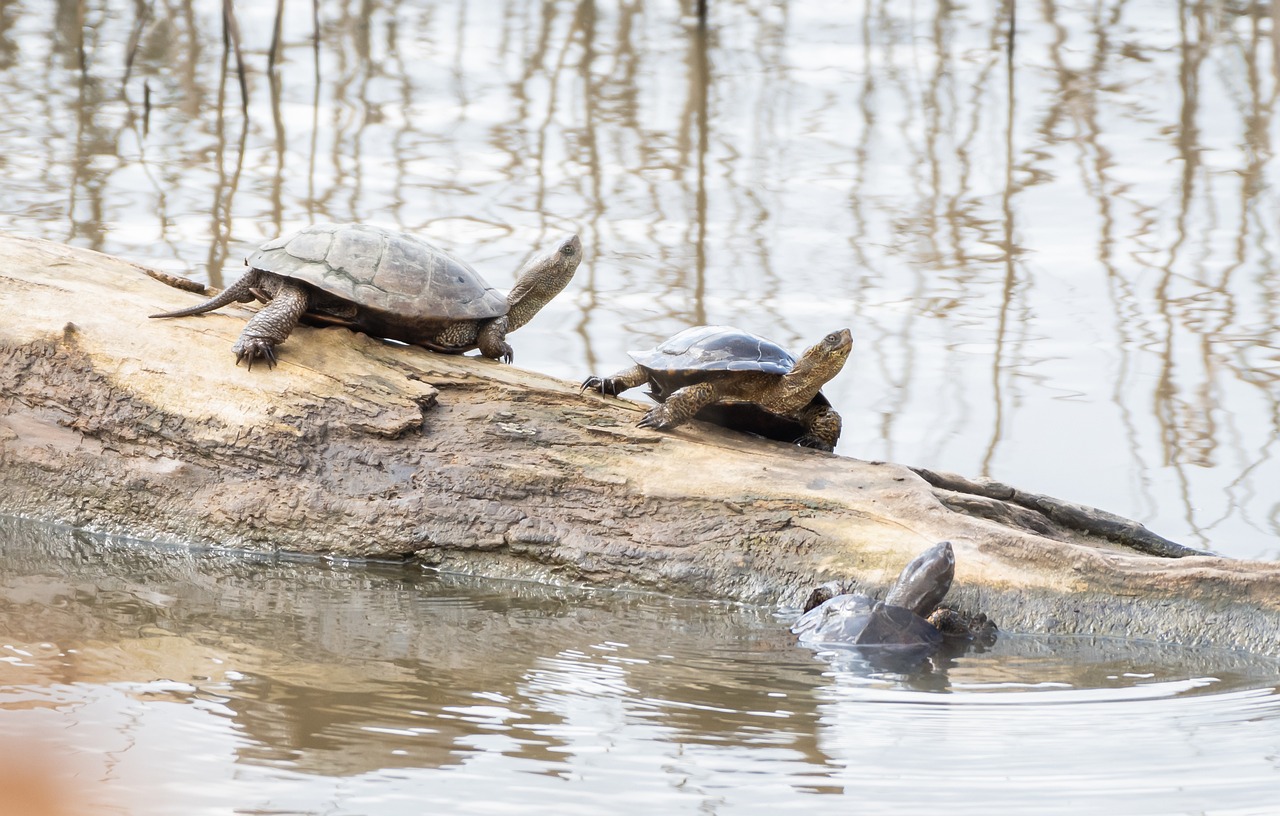 Wood Turtle Nature - Free photo on Pixabay
