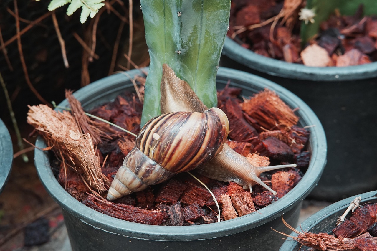 Escargot Sauvage Nature - Photo gratuite sur Pixabay - Pixabay