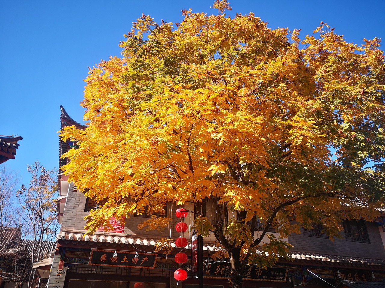 Ginkgo Pemandangan Langit - Foto gratis di Pixabay - Pixabay