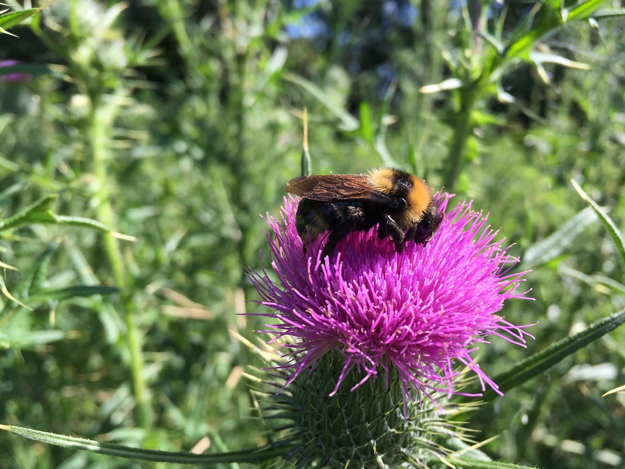 Bumblebee Bee Insect - Free photo on Pixabay - Pixabay