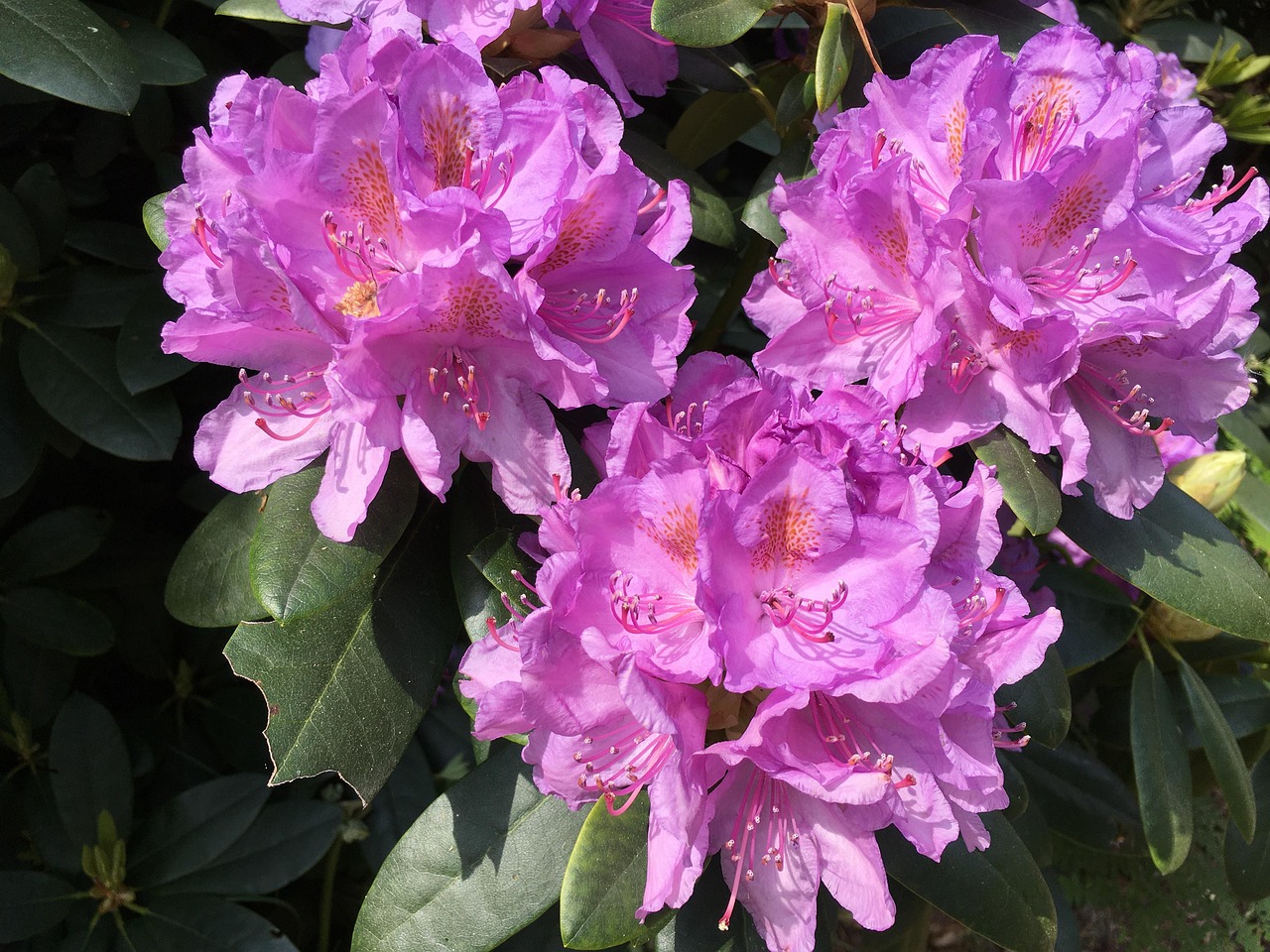 Merah Jambu Rhododendron Bunga - Foto gratis di Pixabay - Pixabay