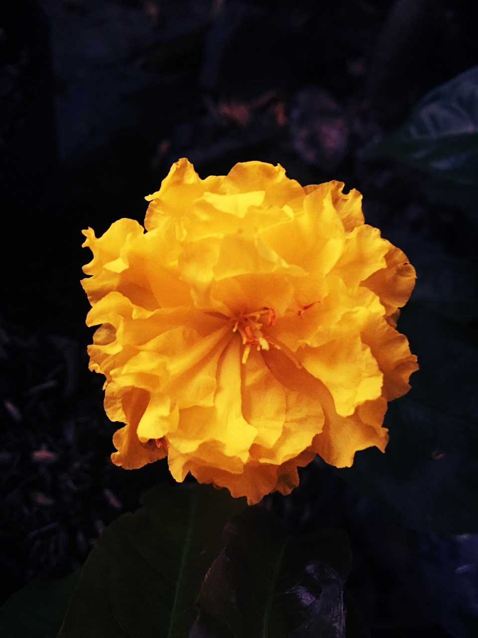 Fleur Belle Une - Photo gratuite sur Pixabay - Pixabay