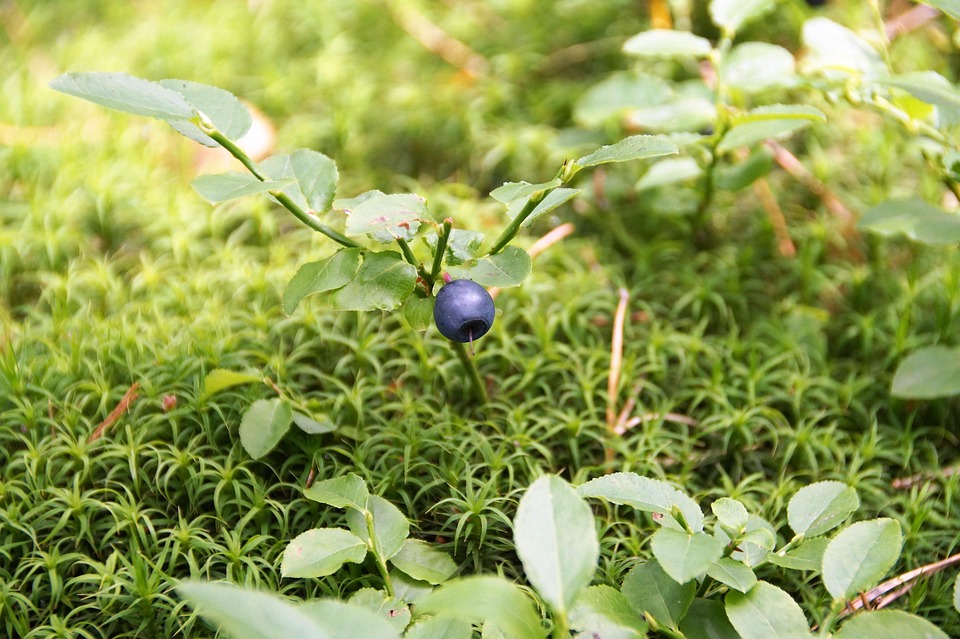 Blueberries Blueberry Forest - Free photo on Pixabay - Pixabay