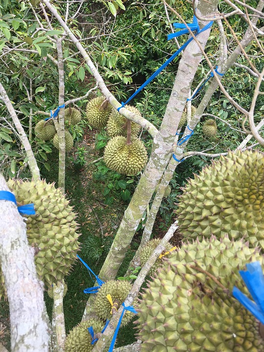 Pohon Durian Buah-Buahan - Foto gratis di Pixabay - Pixabay