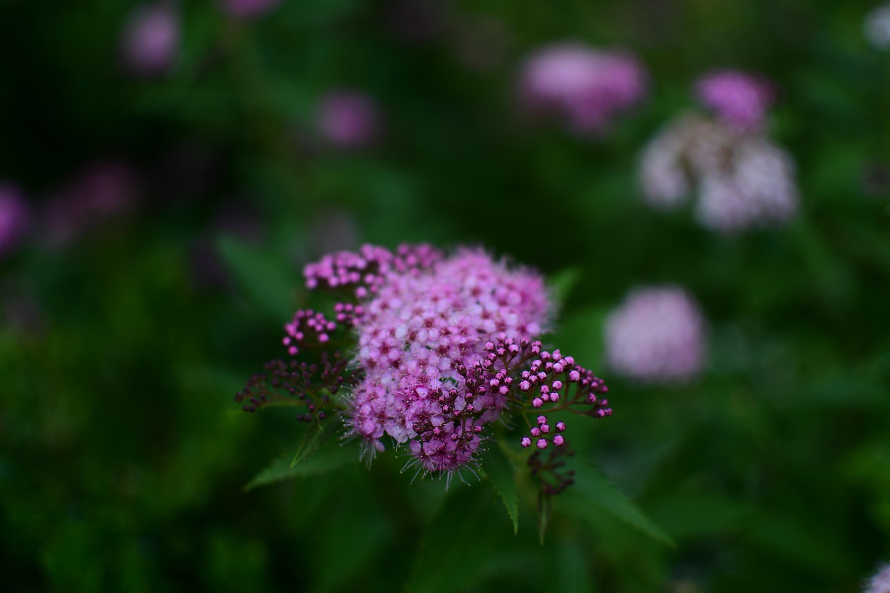 Bunga Rumput Makro - Foto gratis di Pixabay - Pixabay