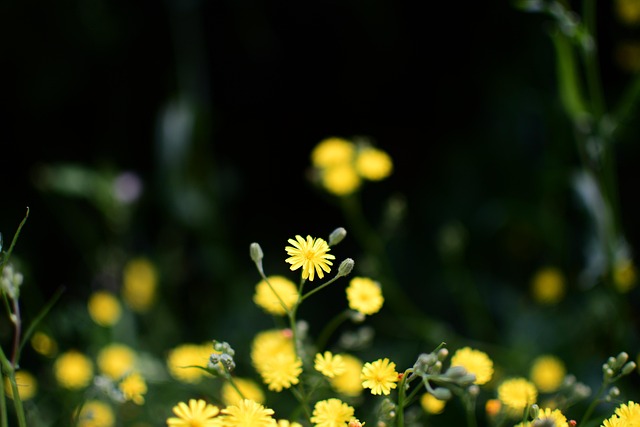 Bunga Padang Rumput Kuning - Foto gratis di Pixabay - Pixabay