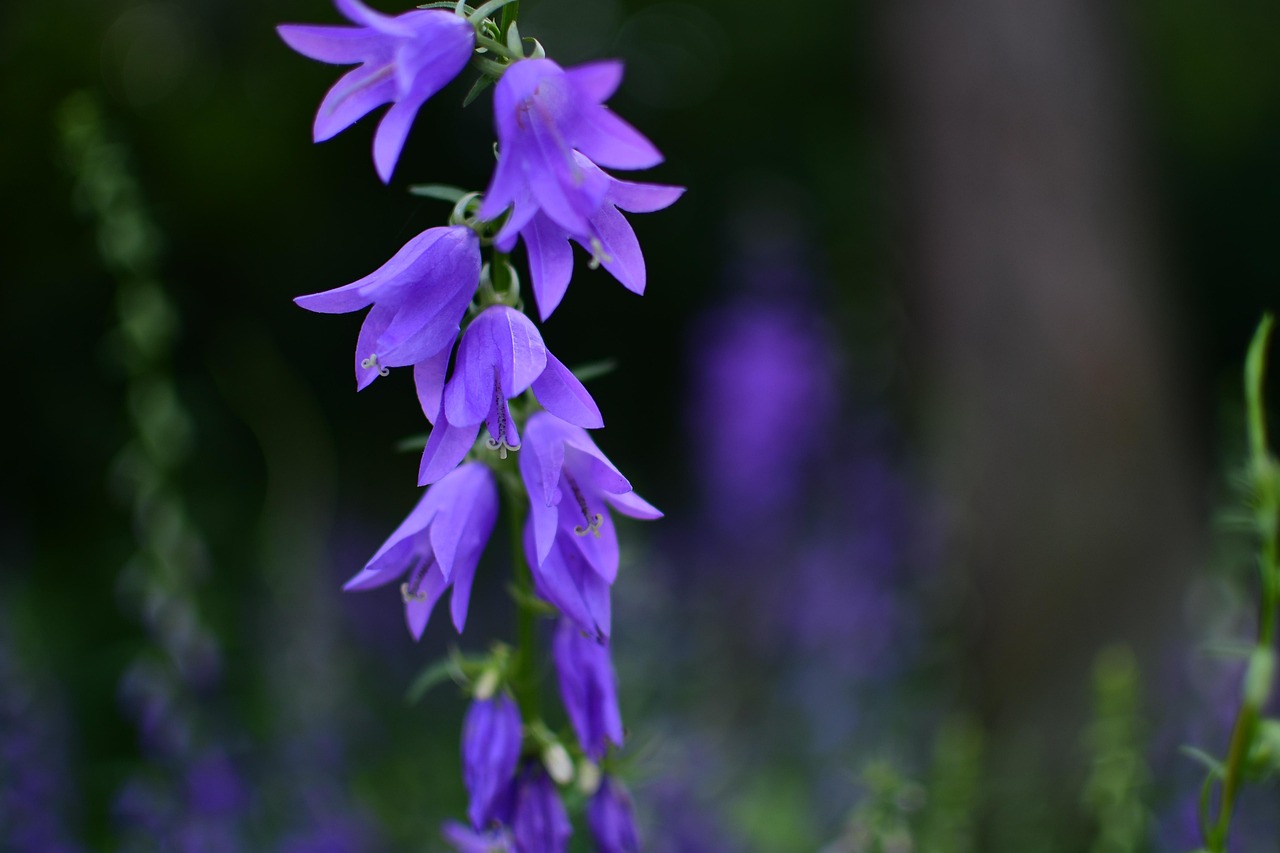 Bunga Rumput Makro - Foto gratis di Pixabay - Pixabay