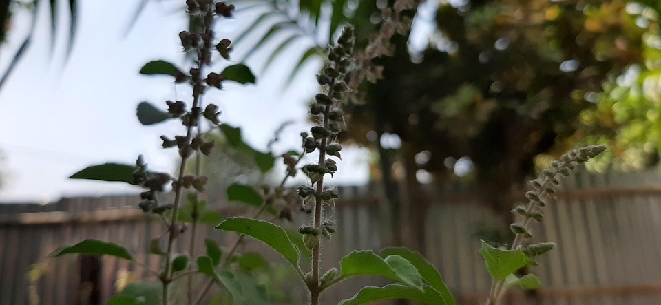 Tulasi Plant Tulsi Basilic Le - Photo gratuite sur Pixabay - Pixabay