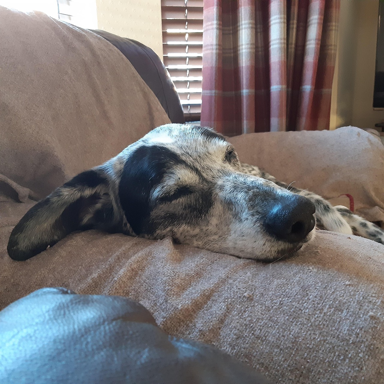 Chien Pointollie Un Dormant - Photo gratuite sur Pixabay - Pixabay