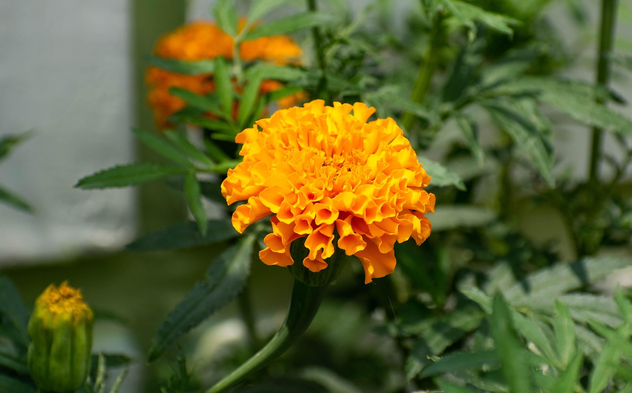 Maravilla Flores Caléndula - Foto gratis en Pixabay - Pixabay