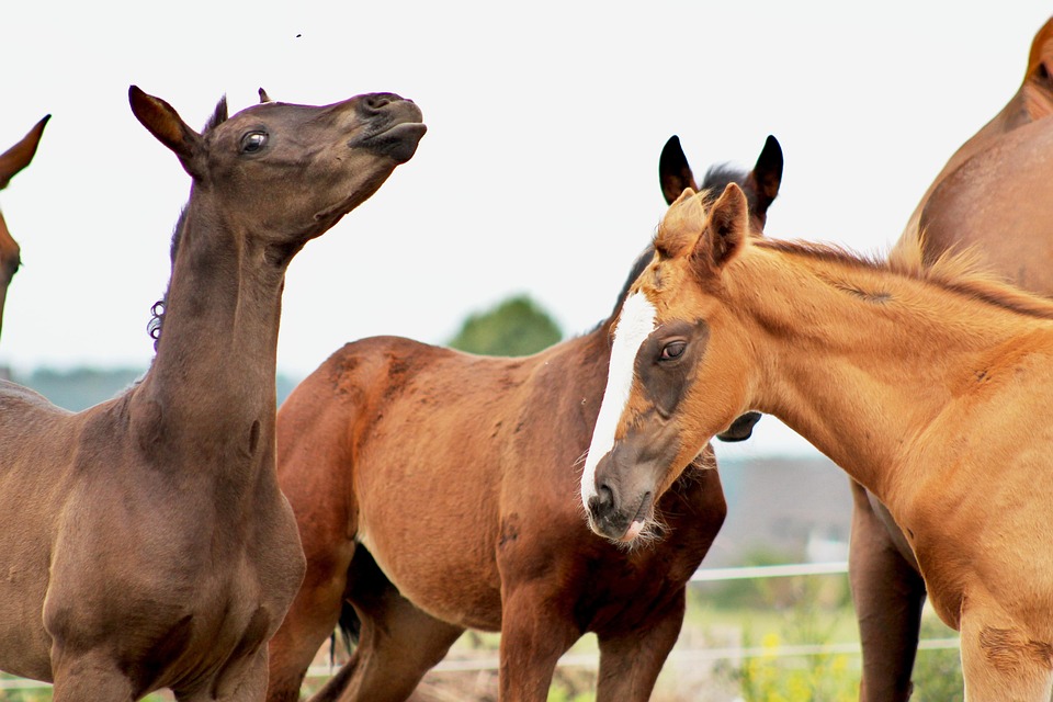 Horse Foal Breeding - Free photo on Pixabay