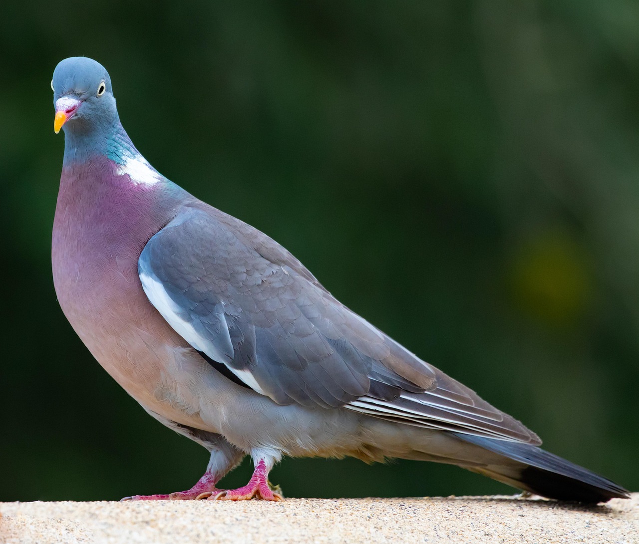 5 000 Free Pigeons Nature Photos Pixabay 5 000 Free Pigeons Nature Photos Pixabay