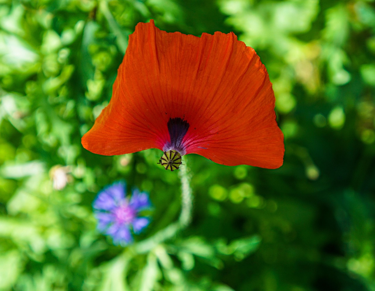 Mohn Blume Mohnblumen - Kostenloses Foto auf Pixabay - Pixabay