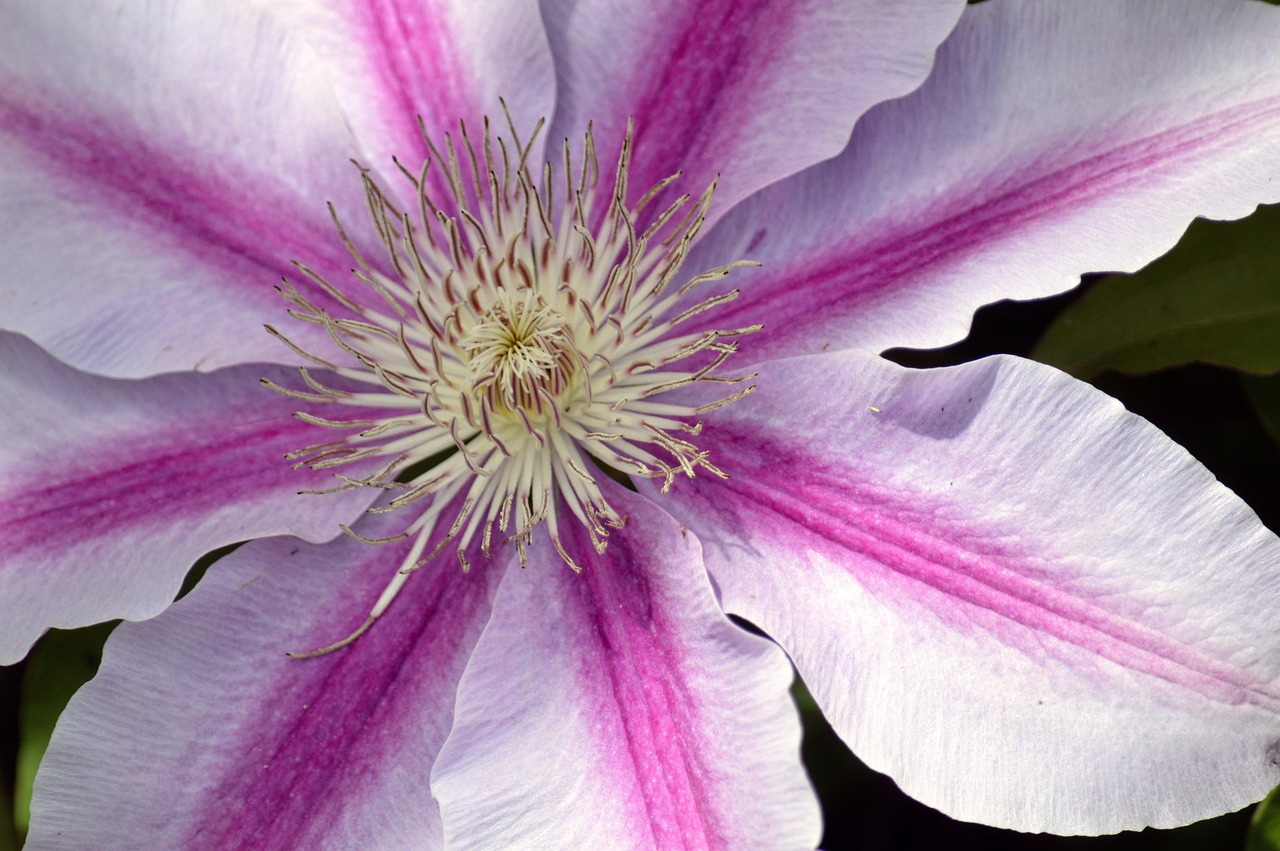 Clematis Flor Flora - Foto gratuita no Pixabay - Pixabay