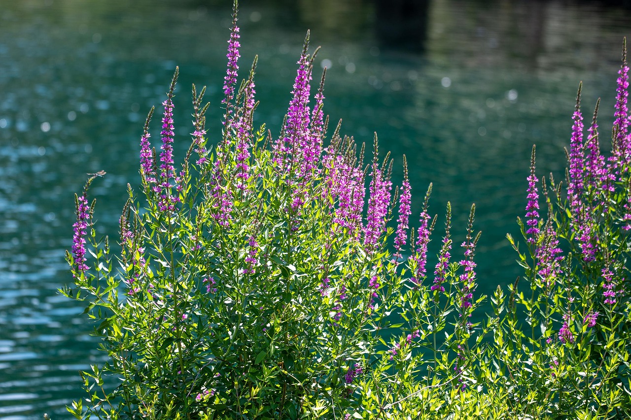 300+ Free Missouri & Nature Images - Pixabay