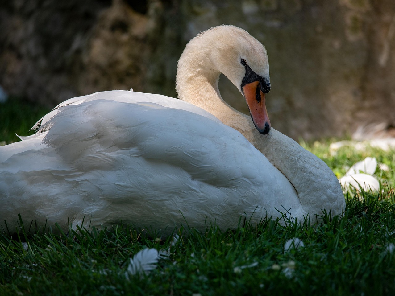 Cisne Branco Ave Aquática - Foto gratuita no Pixabay - Pixabay